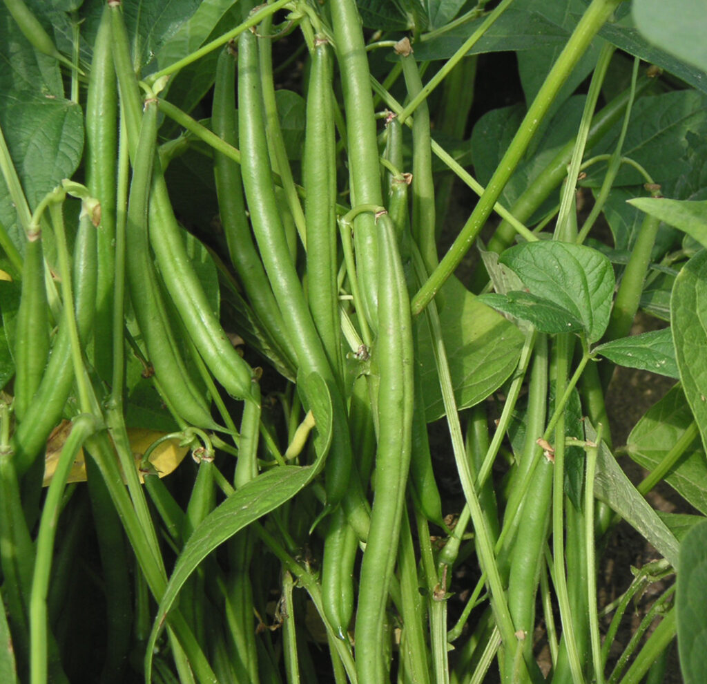Buschbohne Maxi (grün) - Saatgut Dillmann
