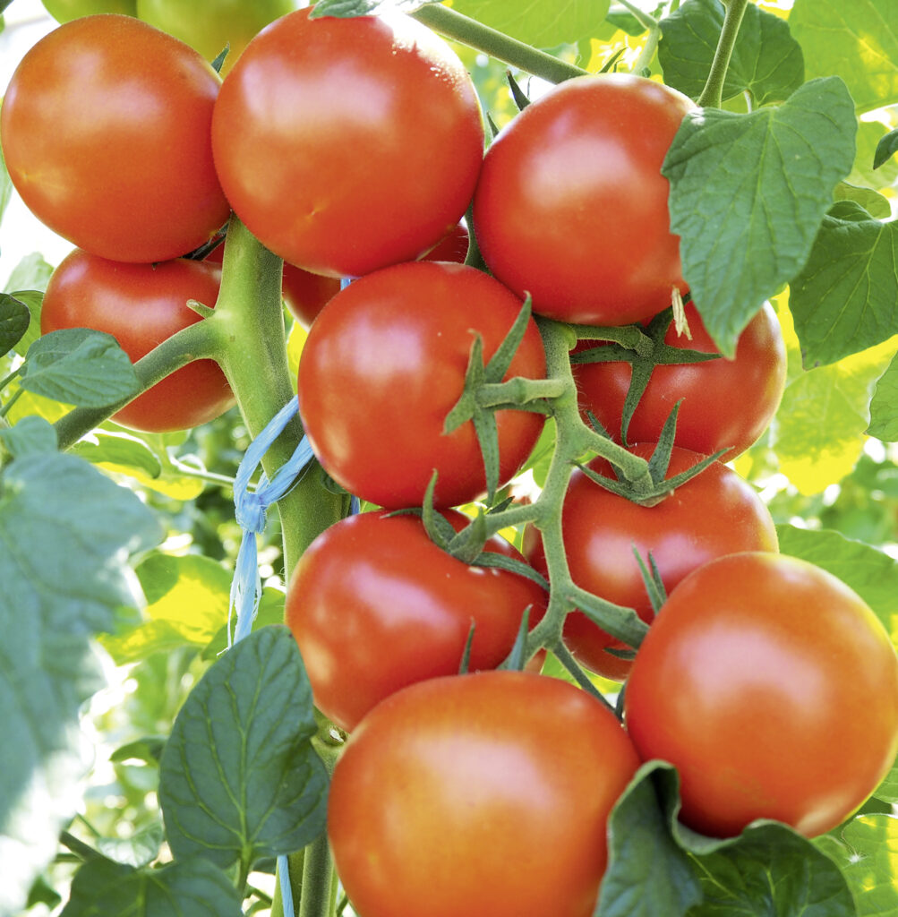 Tomate Bocati F1 (ersetzt Sportivo) - Saatgut Dillmann